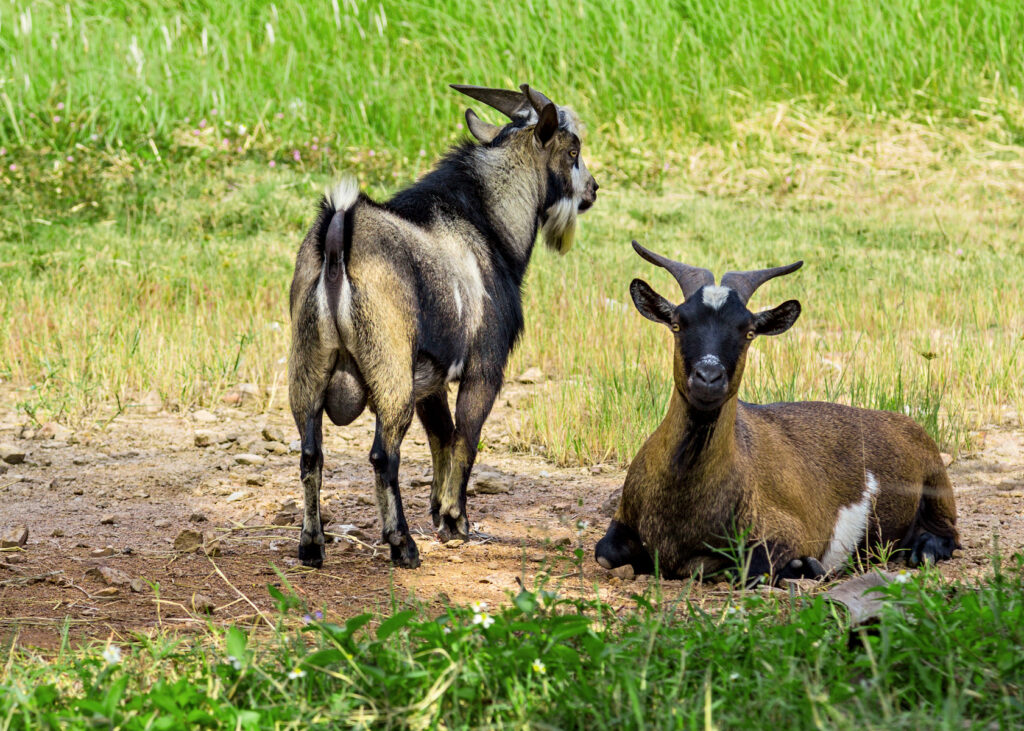 Chlamydia in Goats and Other STDs to Watch For - Goat Journal